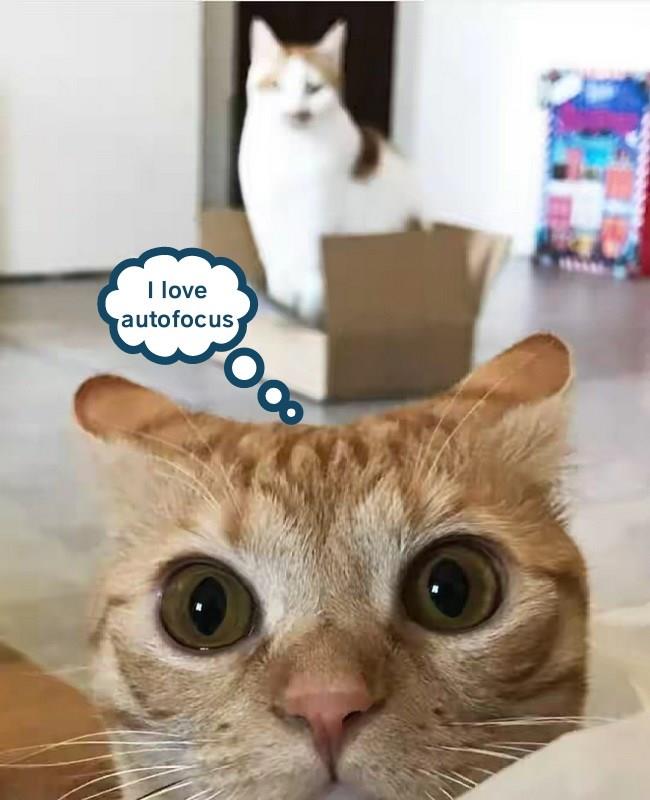 A photobomber's dream - Lolcats - lol | cat memes | funny cats | funny ...