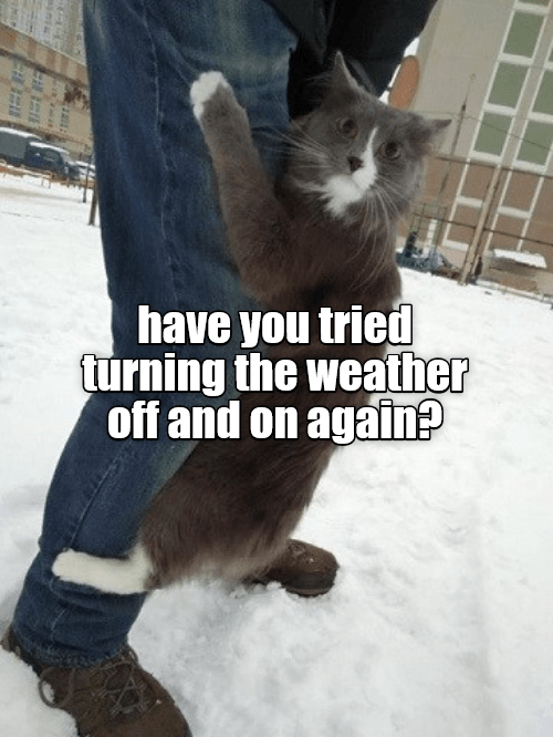 Reset to standard settings - Lolcats - lol | cat memes | funny cats ...