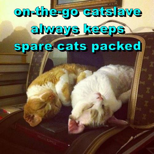 on-the-go catslave always keeps spare cats packed - Lolcats - lol | cat ...