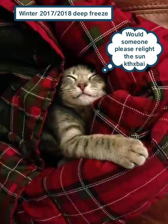 Winter 2017/2018 deep freeze - Lolcats - lol | cat memes | funny cats ...