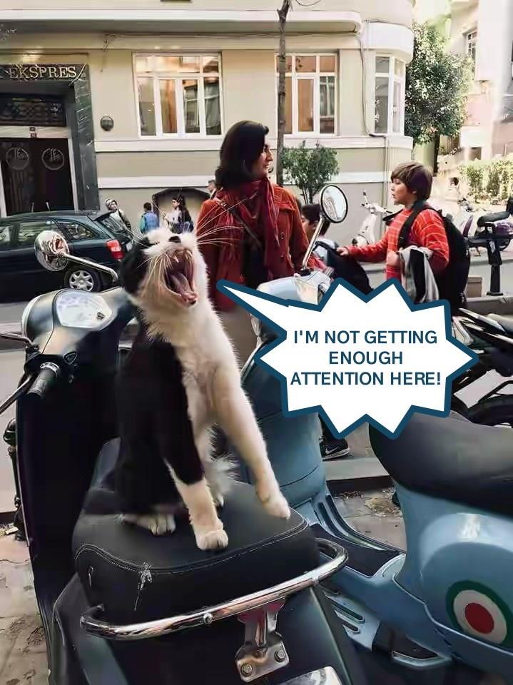I'M NOT GETTING ENOUGH ATTENTION HERE! - Lolcats - lol | cat memes ...