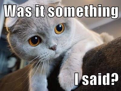 Was it something I said? - Lolcats - lol | cat memes | funny cats ...