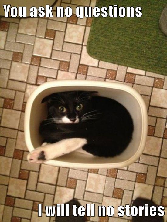 You ask no questions I will tell no stories - Lolcats - lol | cat memes ...