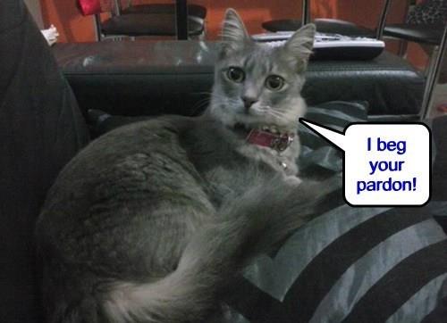 I beg your pardon! - Lolcats - lol | cat memes | funny cats | funny cat ...