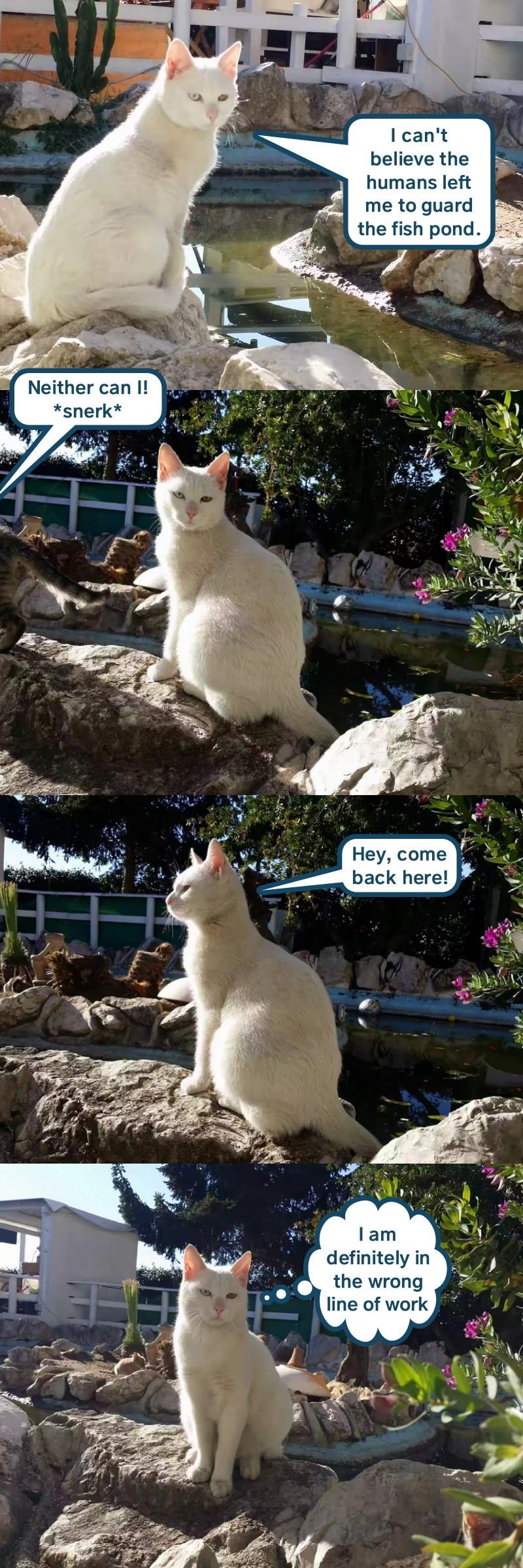 Let's trade places - Lolcats - lol | cat memes | funny cats | funny cat ...