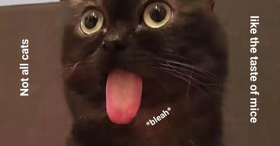 None for me, thanks - Lolcats - lol | cat memes | funny cats | funny ...