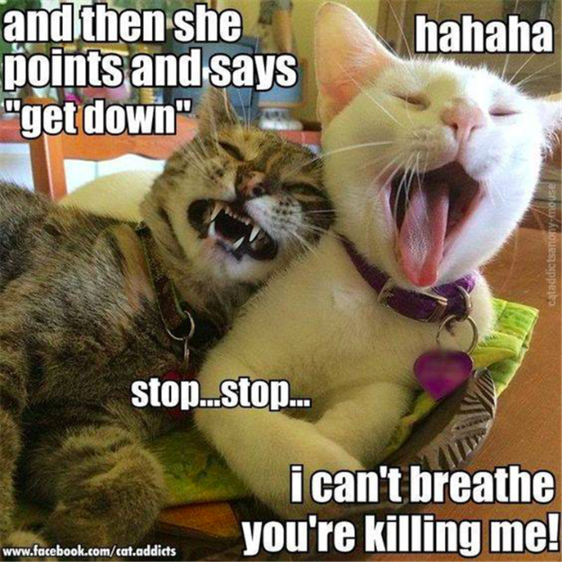 kitty chuckles - Lolcats - lol | cat memes | funny cats | funny cat ...