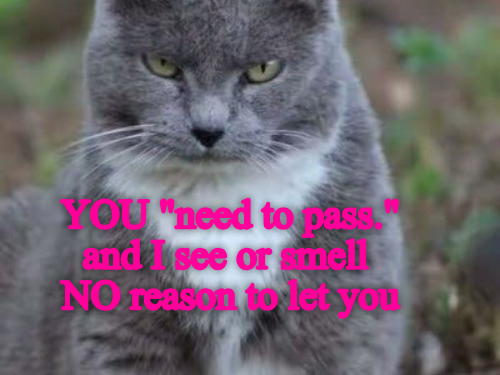 Catversation with a stranger not carrying food - Lolcats - lol | cat ...