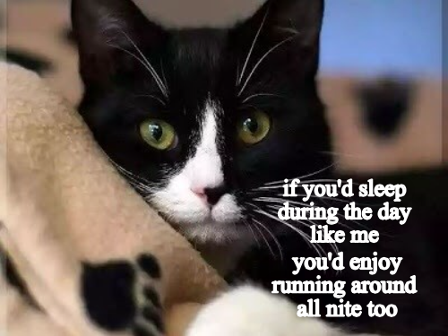 Advice from the master - Lolcats - lol | cat memes | funny cats | funny ...