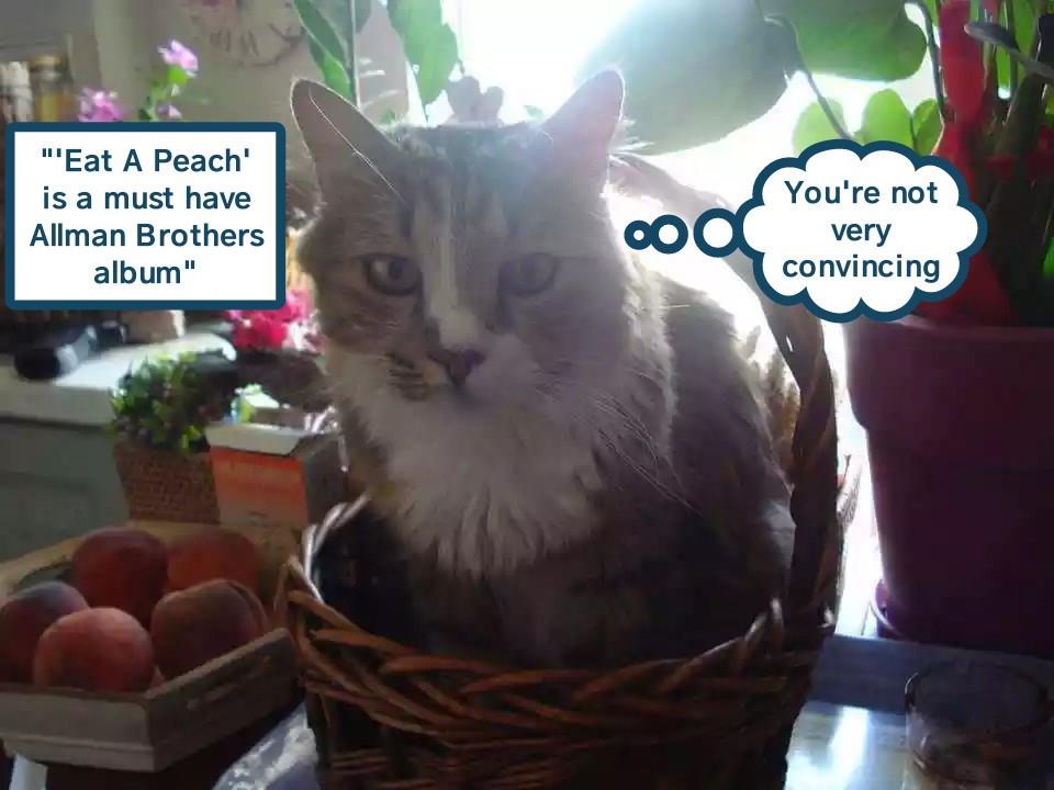 "Eat A Peach" - Lolcats - lol | cat memes | funny cats | funny cat ...