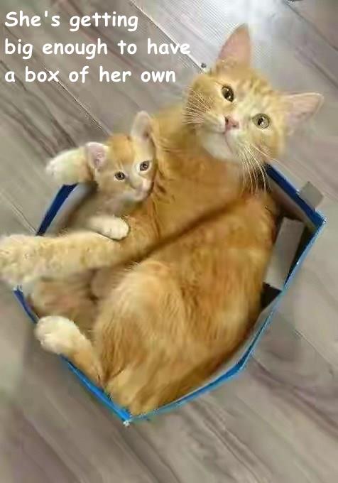 She's getting big enough to have a box of her own - Lolcats - lol | cat ...