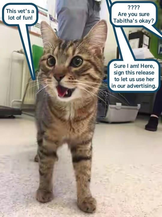 You okay, kitteh? - Lolcats - lol | cat memes | funny cats | funny cat ...