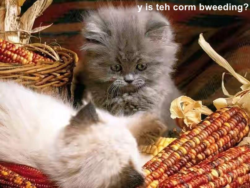 Lolcats - lol | cat memes | funny cats | funny cat pictures with words ...