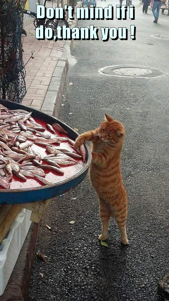 Dont Mind If I Dothank You Lolcats Lol Cat Memes Funny Cats Funny Cat Pictures