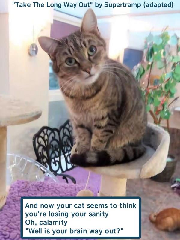 "Sanity Check" - Lolcats - lol | cat memes | funny cats | funny cat ...