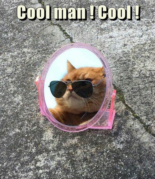 Cool man ! Cool ! - Lolcats - lol | cat memes | funny cats | funny cat ...