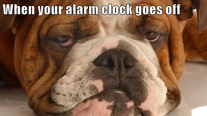 When your alarm clock goes off - I Has A Hotdog - Dog Pictures - Funny ...