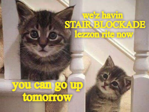 Well, it is their house - Lolcats - lol | cat memes | funny cats ...