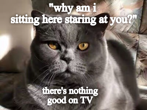 Before you ask, be sure you WANT the answer - Lolcats - lol | cat memes ...