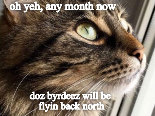 Prepurring 4 spring - Lolcats - lol | cat memes | funny cats | funny ...