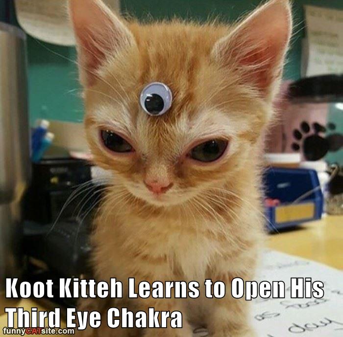 Third Eye Chakra - Lolcats - lol | cat memes | funny cats | funny cat ...