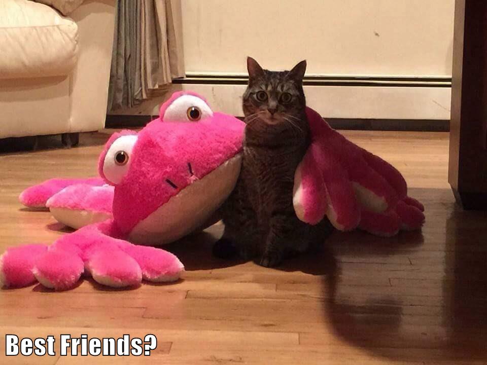 Best Friends? - Cats N' Kittens - Cat Pictures - Cute Kittens