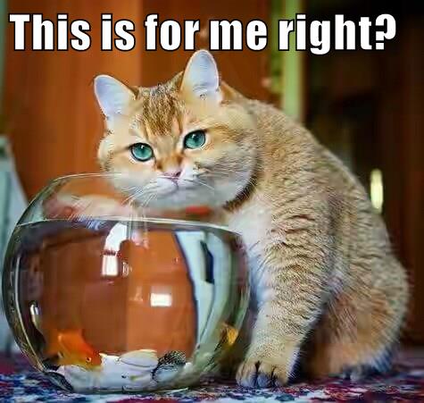 This is for me right? - Lolcats - lol | cat memes | funny cats | funny ...