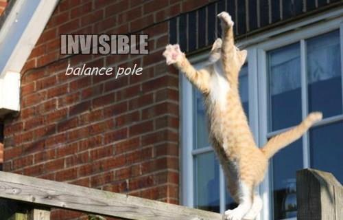 "Tightrope walking" - Lolcats - lol | cat memes | funny cats | funny ...