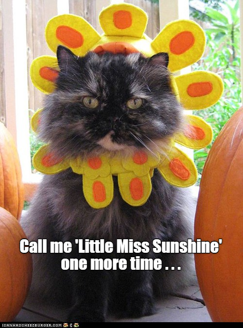 Little Miss Sunshine - Lolcats - lol | cat memes | funny cats | funny ...