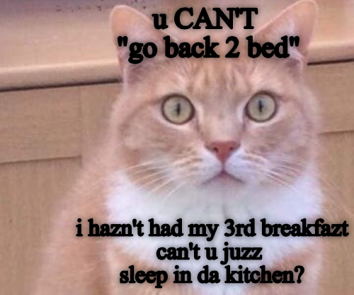 Service improvement suggestion - Lolcats - lol | cat memes | funny cats ...