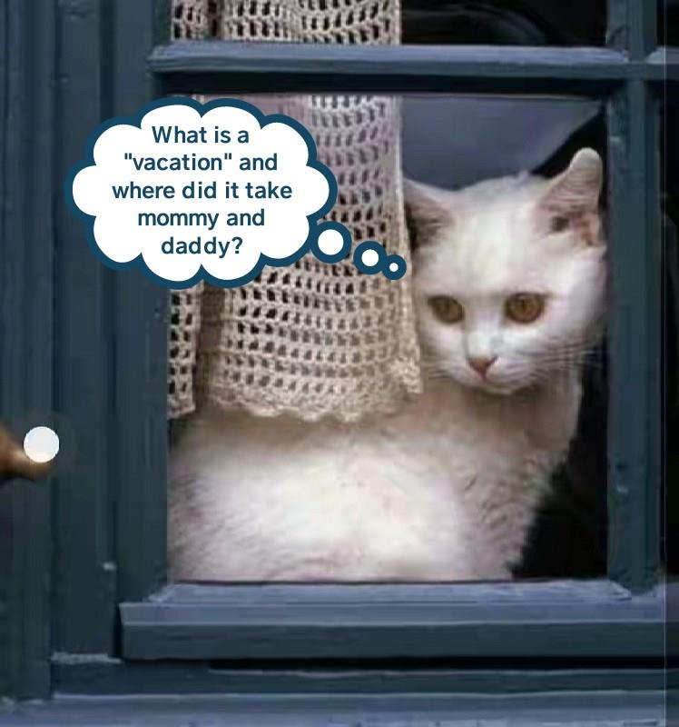 Lonely kitteh - Lolcats - lol | cat memes | funny cats | funny cat ...