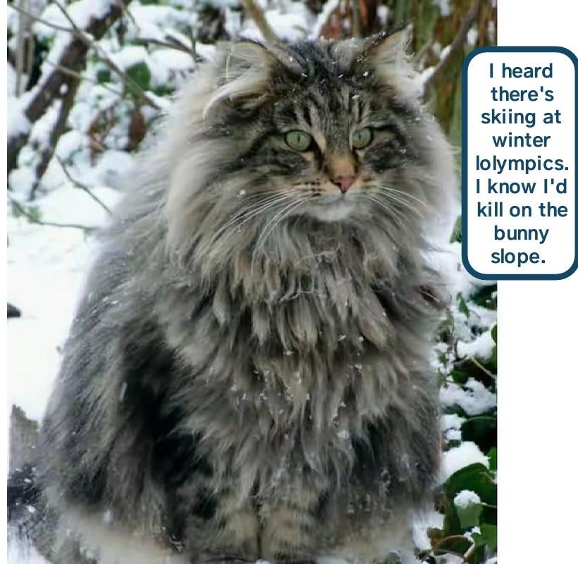 2018 Winter lolympics: skiing - Lolcats - lol | cat memes | funny cats ...