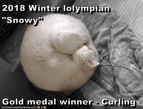 2018 Winter lolympian "Snowy" - Lolcats - lol | cat memes | funny cats ...