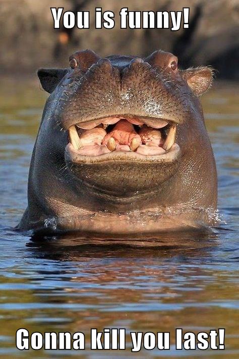 Funny! - Animal Comedy - Animal Comedy, funny animals, animal gifs