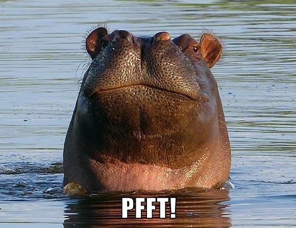 PFFT! - Animal Comedy - Animal Comedy, funny animals, animal gifs