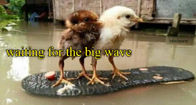 Waiting for the big wave - Animal Comedy - Animal Comedy, funny animals ...