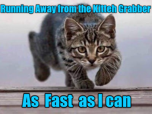 Keep your Paws off me - Lolcats - lol | cat memes | funny cats | funny ...