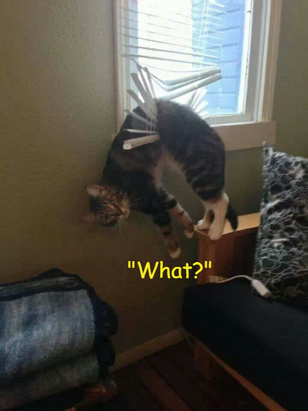 Kittie feels he has done nothing wrong.. - Lolcats - lol | cat memes ...