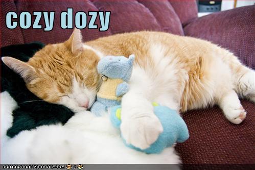 Cozy dozy - Cats N' Kittens - Cat Pictures - Cute Kittens