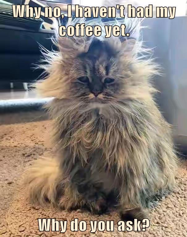 Why do you ask? - Lolcats - lol | cat memes | funny cats | funny cat ...