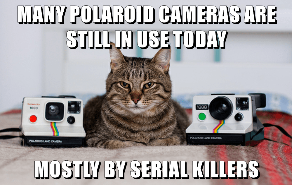POLAROID - Lolcats - lol | cat memes | funny cats | funny cat pictures ...