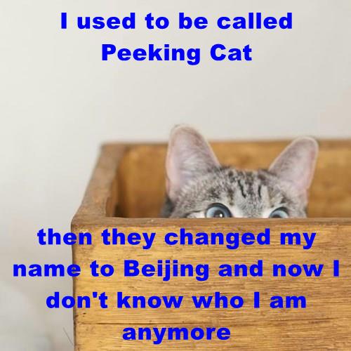 Peeking Cat - Lolcats - lol | cat memes | funny cats | funny cat ...