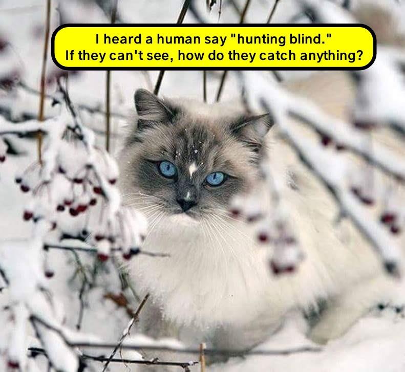 Kitty confuzzle - Lolcats - lol | cat memes | funny cats | funny cat ...