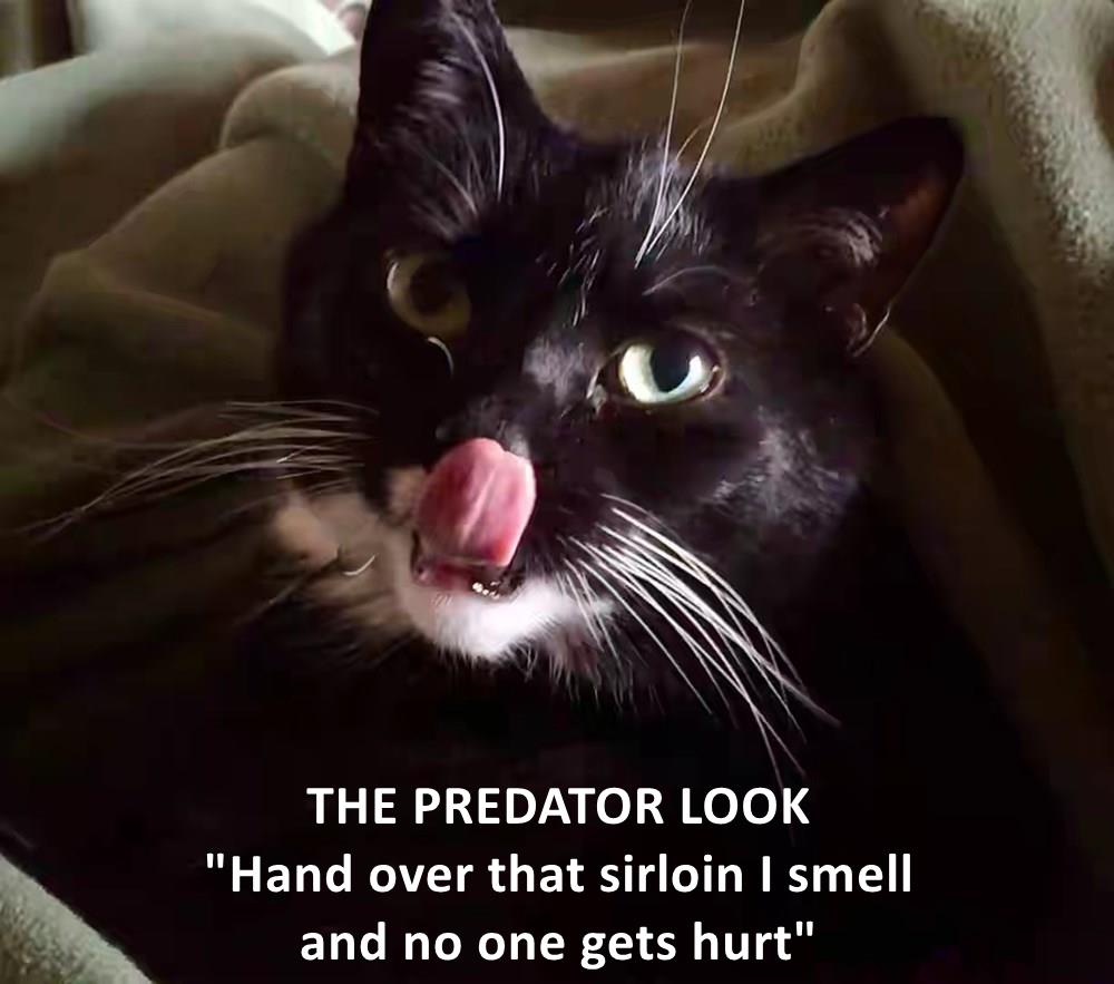 THE PREDATOR LOOK "Hand over that sirloin I smell and no one gets hurt ...