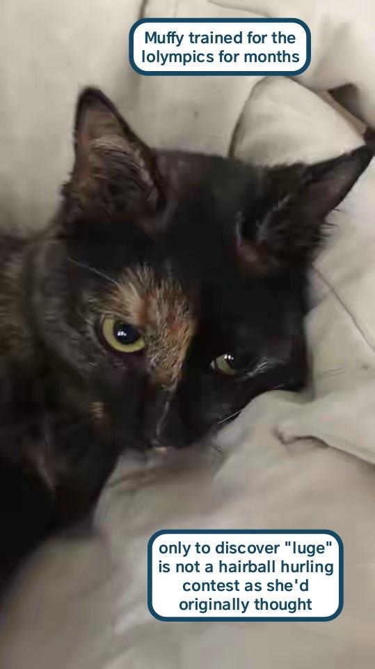 Lolympics: Muffy hassa disappointed - Lolcats - lol | cat memes | funny ...