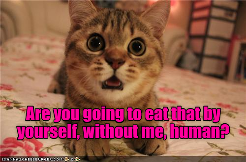 Without my supervision? - Lolcats - lol | cat memes | funny cats ...