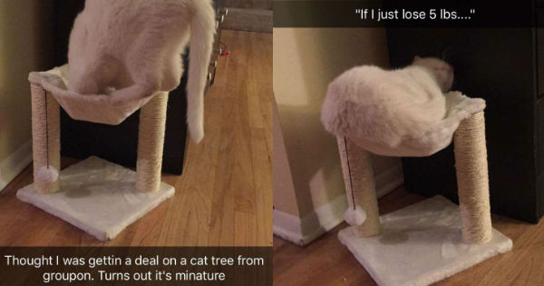 Cat Tries so Hard to Get Comfortable in an Undersized Cat Tree - I Can ...