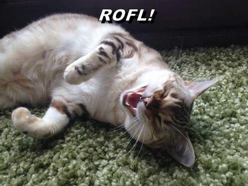 ROFL! - Lolcats - lol | cat memes | funny cats | funny cat pictures ...