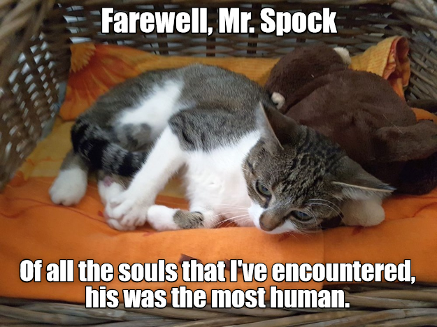 Mr. Spock :-( - Lolcats - lol | cat memes | funny cats | funny cat ...