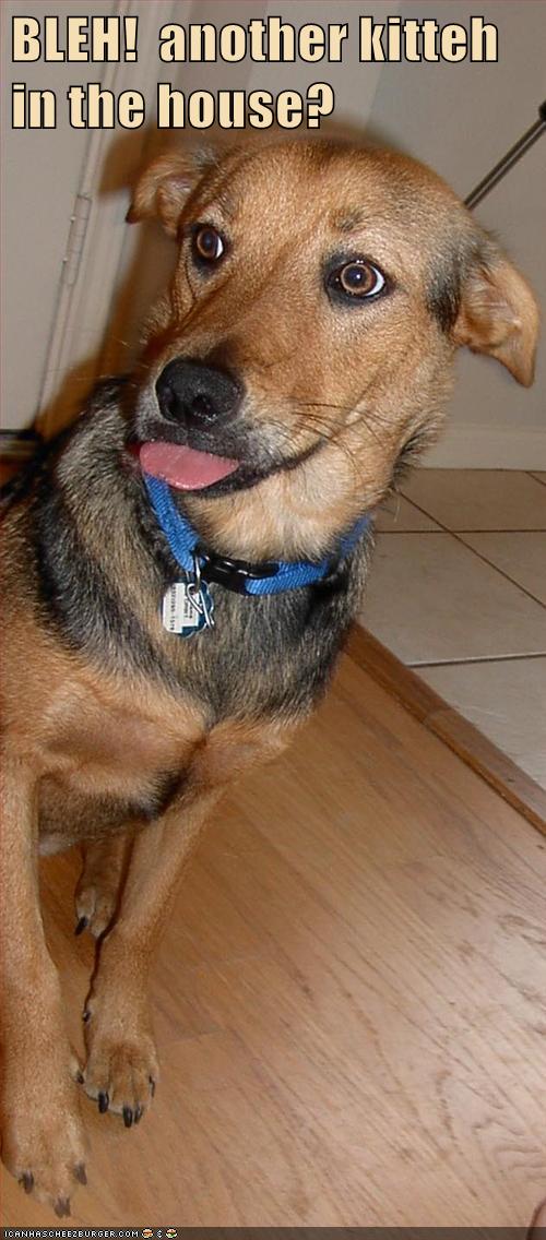 BLEH! another kitteh in the house? - I Has A Hotdog - Dog Pictures ...